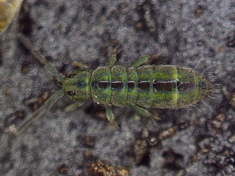 Checklist of the Collembola: Isotominae