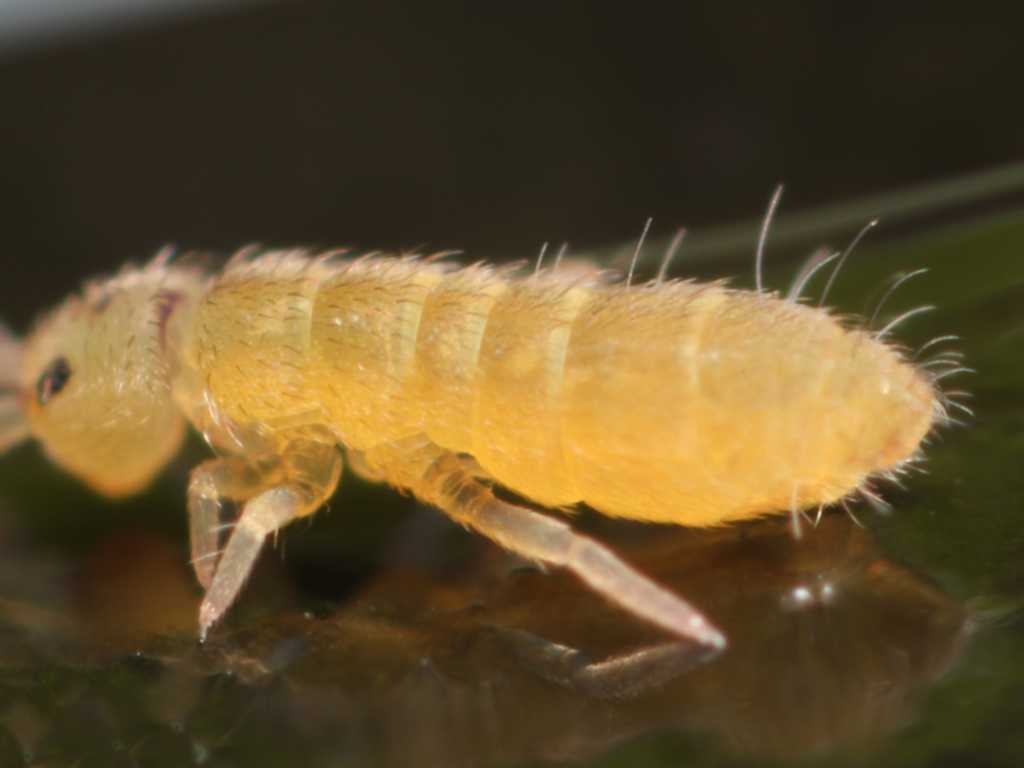Checklist of the Collembola: Isotominae