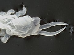 Checklist of the Collembola: Poduridae