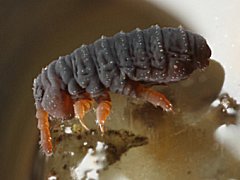 Checklist of the Collembola: Poduridae