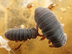 Checklist of the Collembola: Poduridae