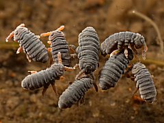 Checklist of the Collembola: Poduridae