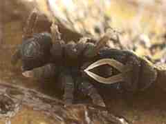 Checklist of the Collembola: Poduridae