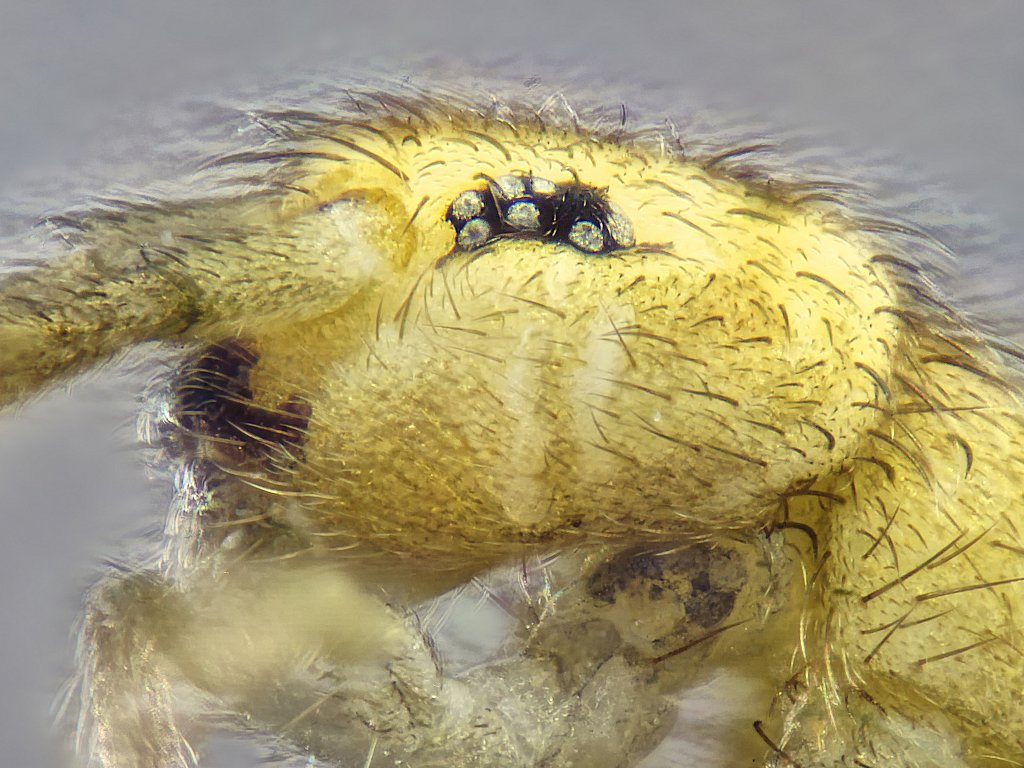 Checklist of the Collembola: Isotominae