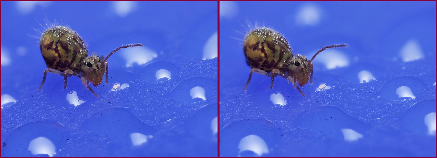 Checklist of the Collembola: Image Gallery