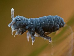 Checklist of the Collembola: Poduridae