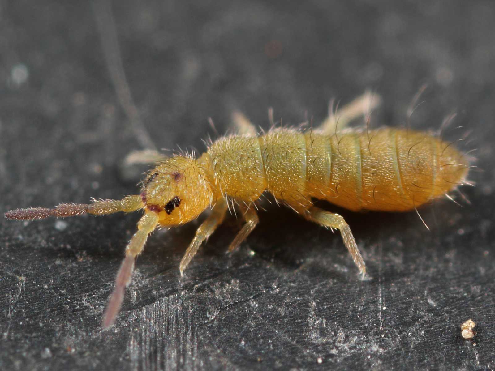 Checklist of the Collembola: Isotominae