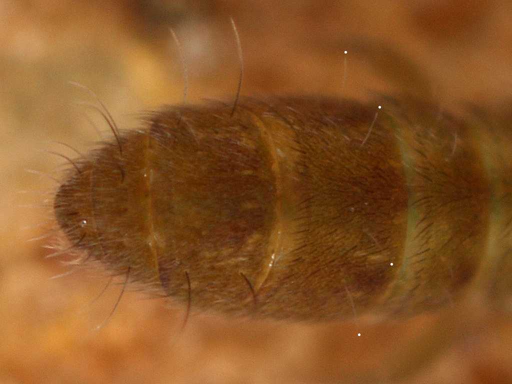 Checklist of the Collembola: Isotominae