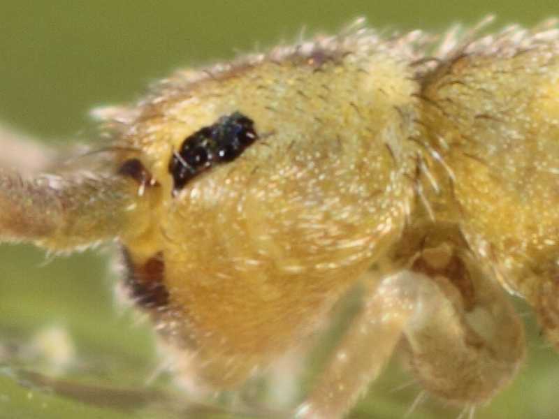 Checklist of the Collembola: Isotominae