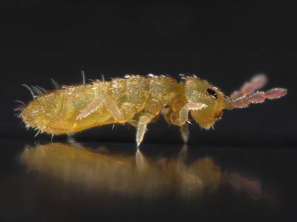 Checklist of the Collembola: Isotominae