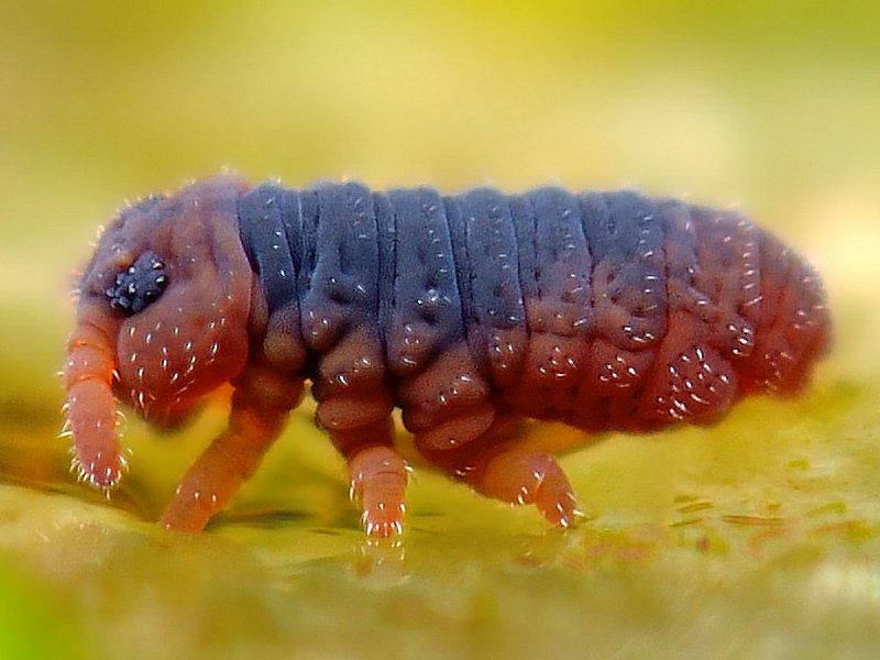 Checklist of the Collembola: Poduridae