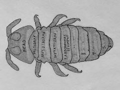 Checklist of the Collembola: Poduridae