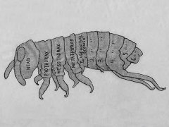 Checklist of the Collembola: Poduridae