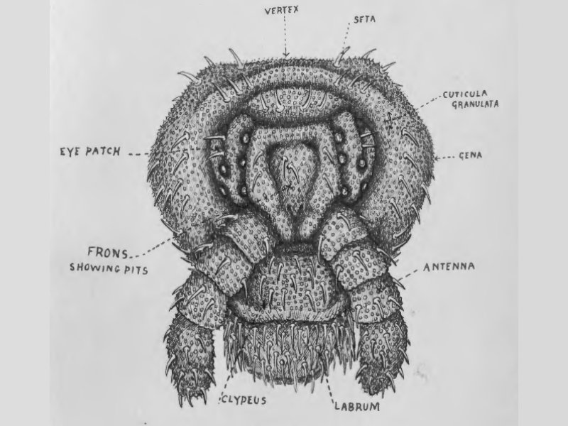 Checklist of the Collembola: Poduridae