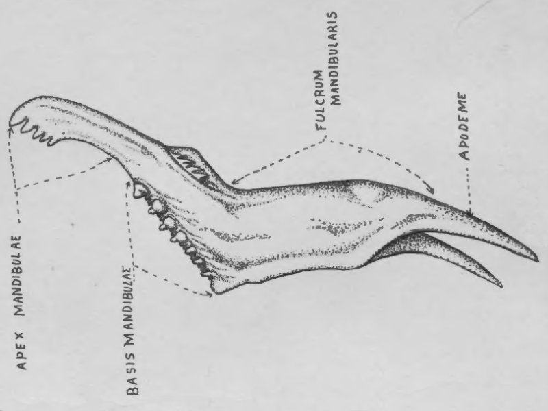 Checklist of the Collembola: Poduridae