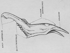 Checklist of the Collembola: Poduridae