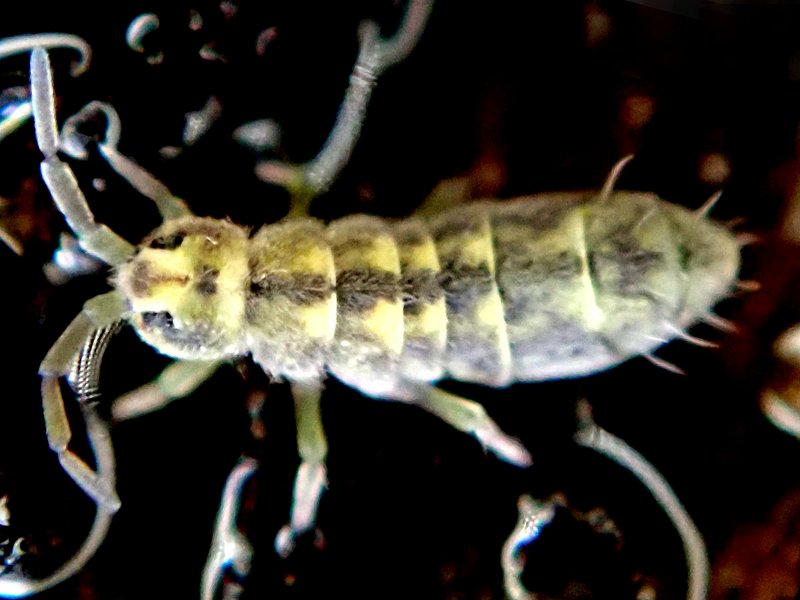 Checklist of the Collembola: Isotominae