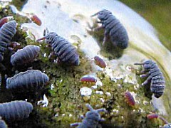 Checklist of the Collembola: Poduridae