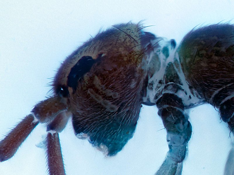 Checklist of the Collembola: Isotominae