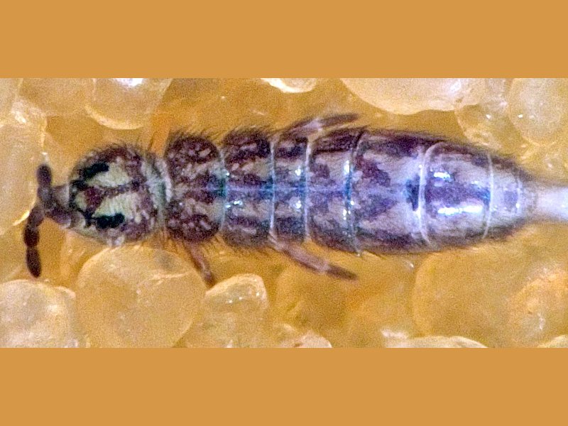 Checklist of the Collembola: Isotominae