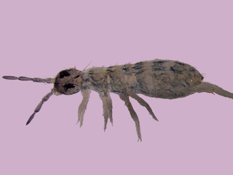 Checklist of the Collembola: Isotominae